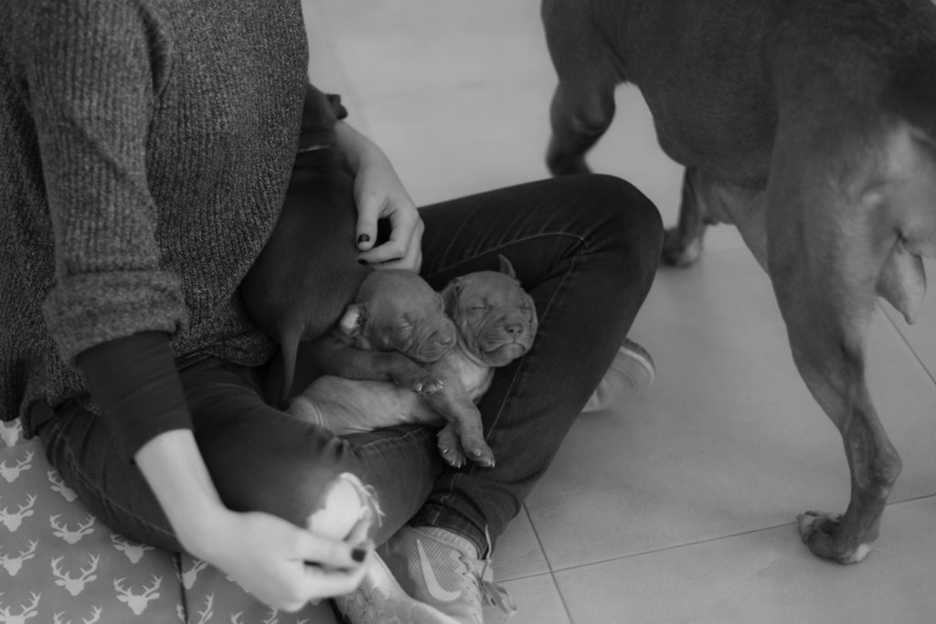 La Tienda de Pichichos: la marca al rescate de animales y hogares